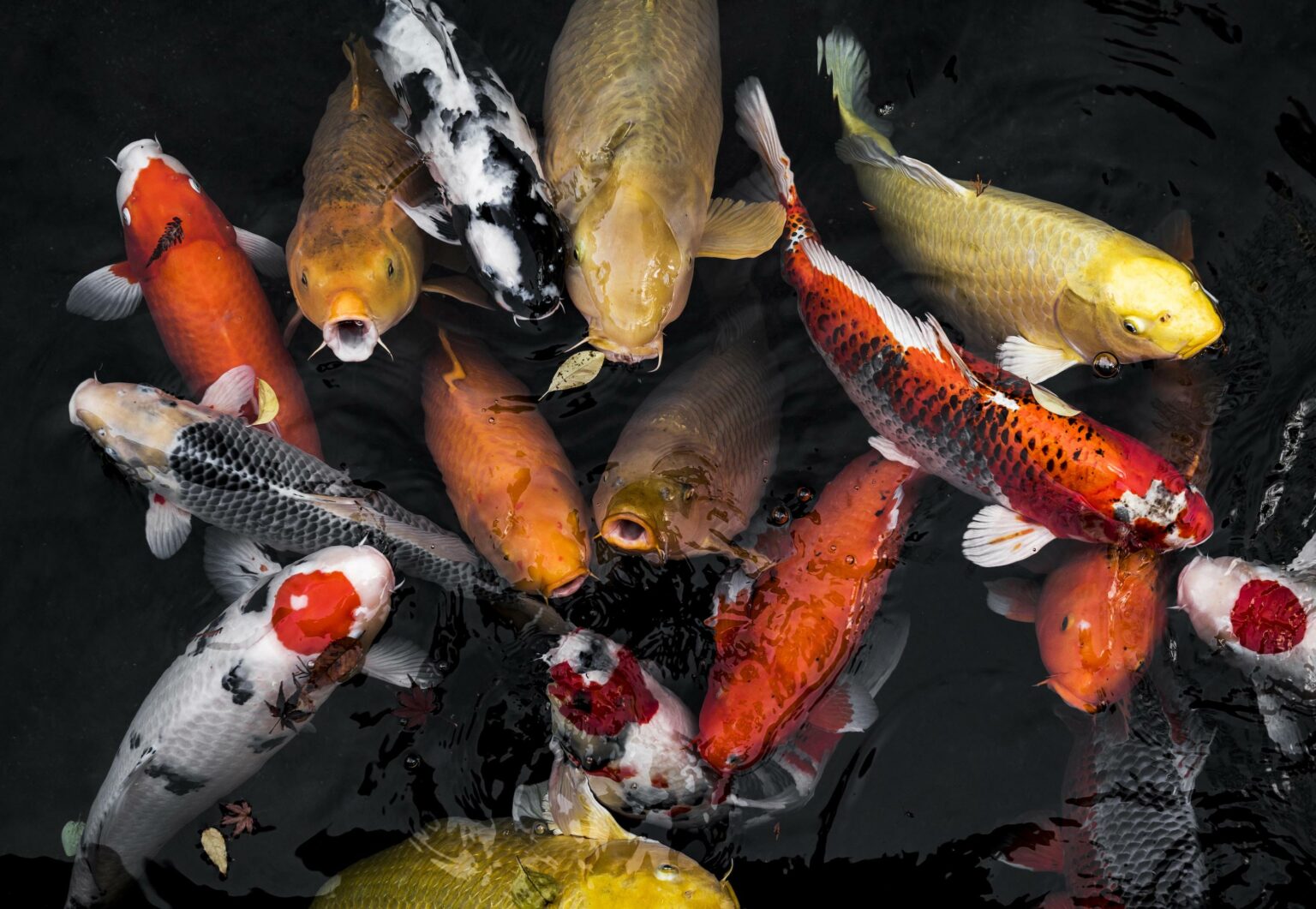 Koi: más que un pez de colores hermosos - Bon Vivant
